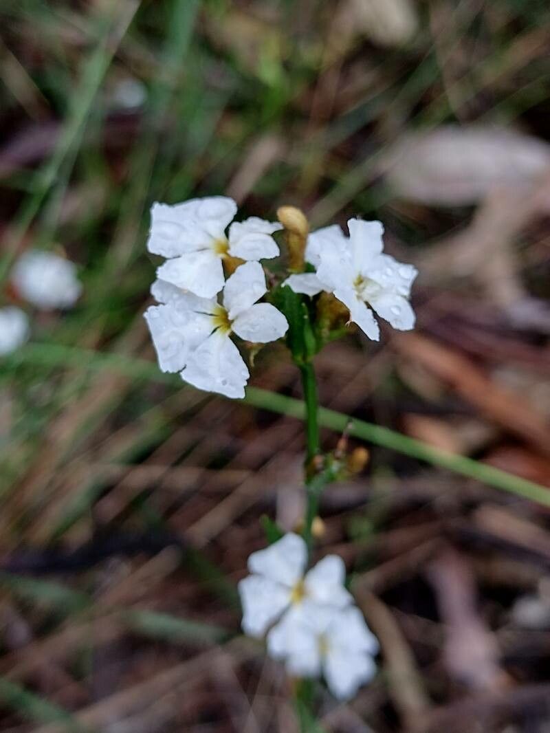 How to Propagate Dampiera stricta - Propagate One