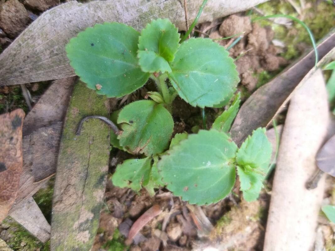 How to propagate How to Propagate Vandellia diffusa