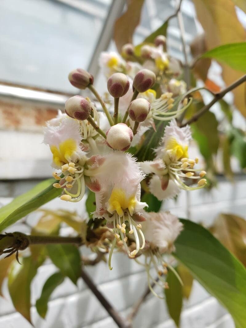 How to Propagate Hiptage benghalensis - Propagate One