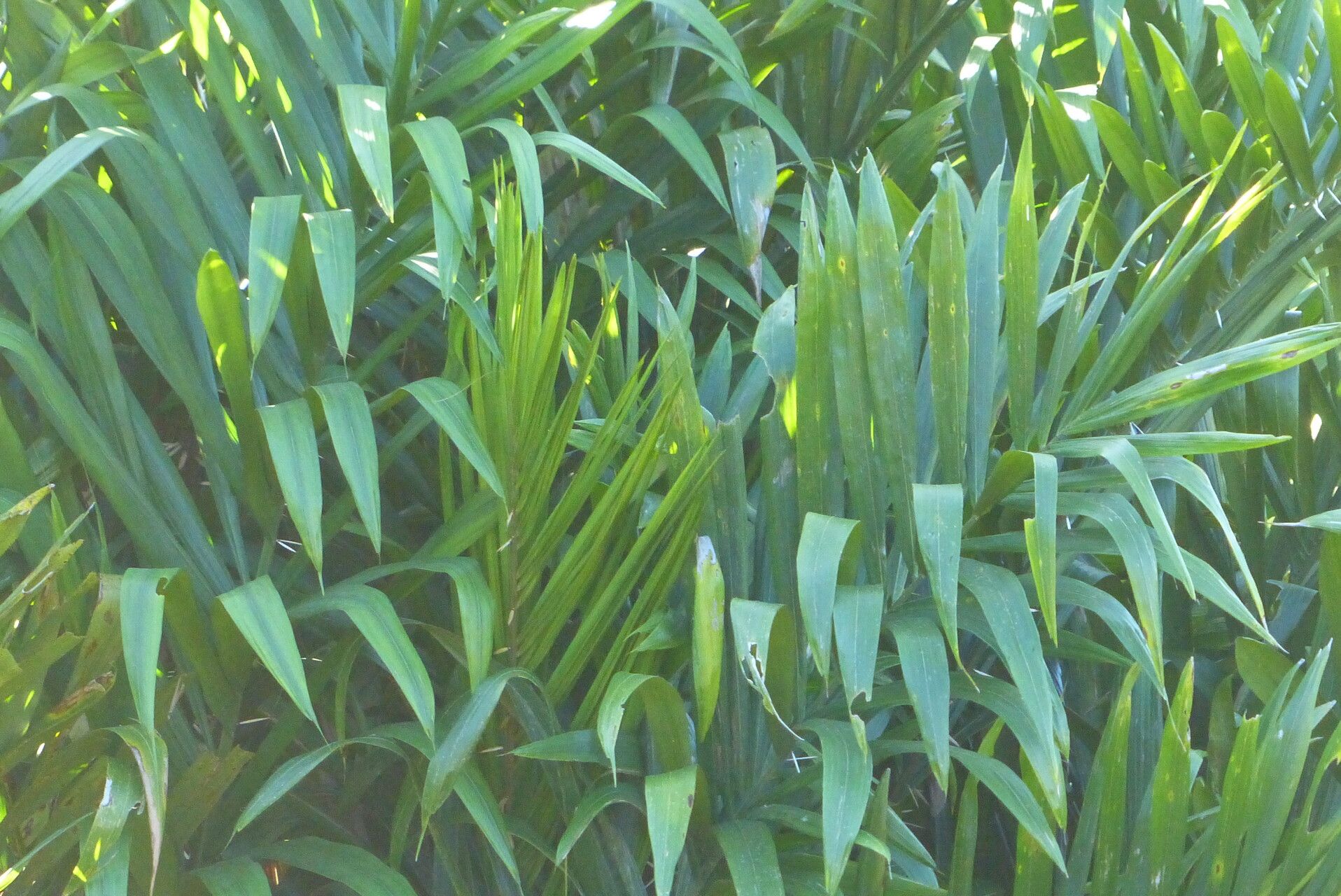 How to Propagate Bactris maraja - Propagate One