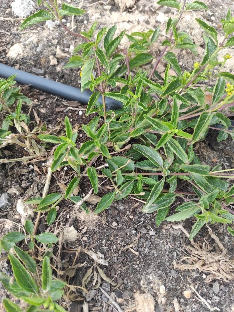 How to Propagate Lantana depressa - Propagate One