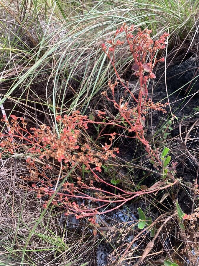 How to Propagate Appendicularia thymifolia - Propagate One