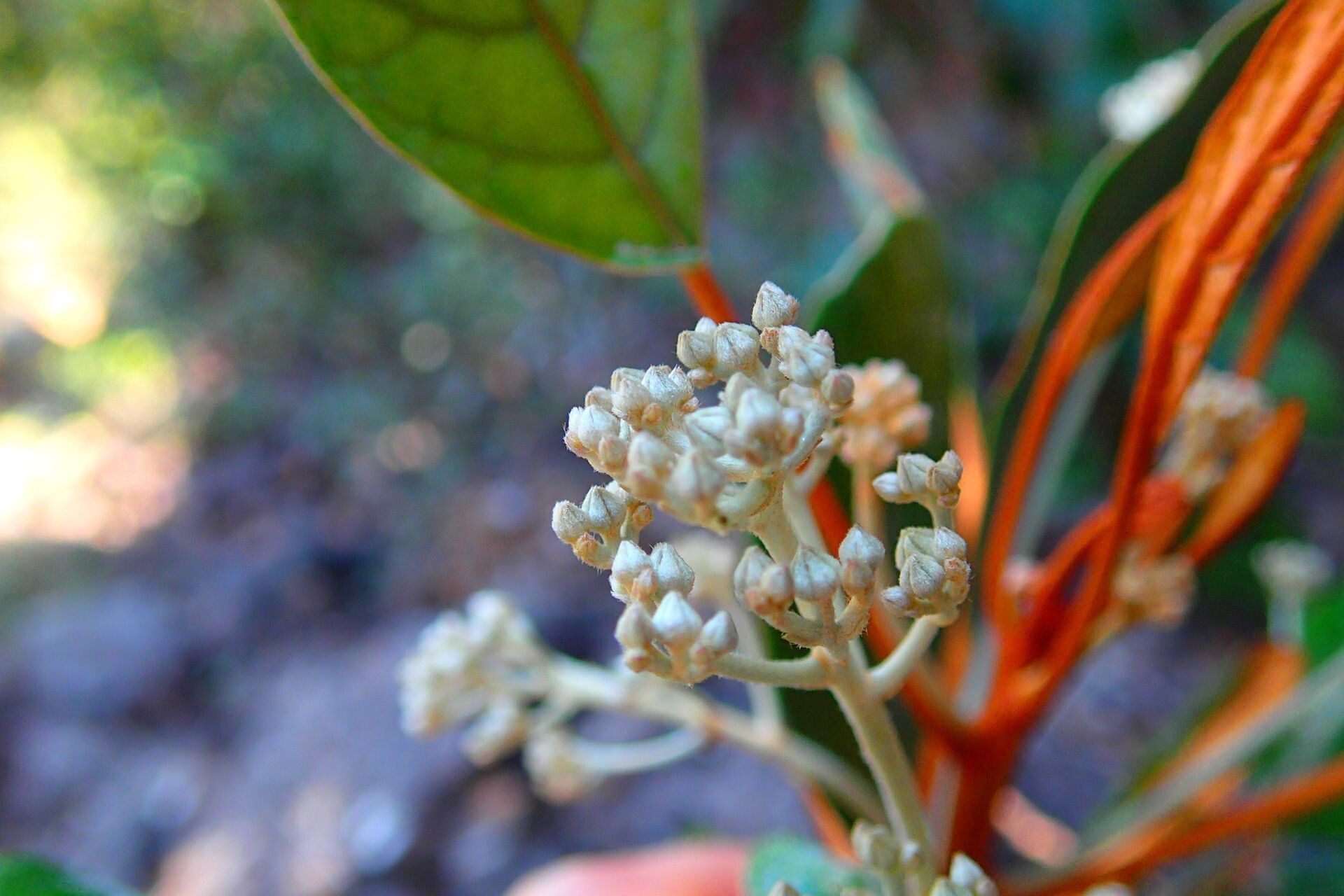 How to Propagate Argophyllum grunowii - Propagate One