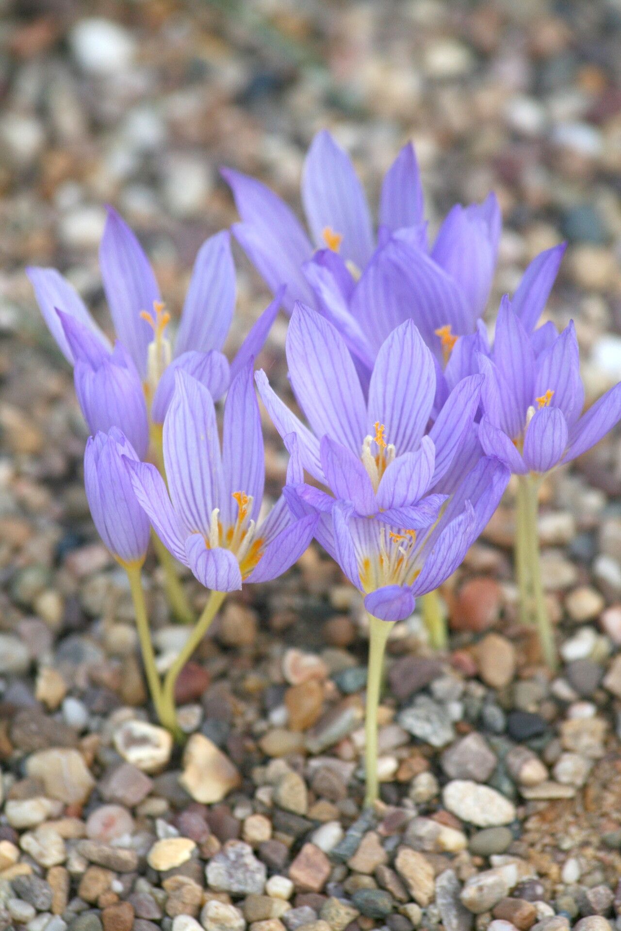 How to Propagate Crocus kotschyanus - Propagate One