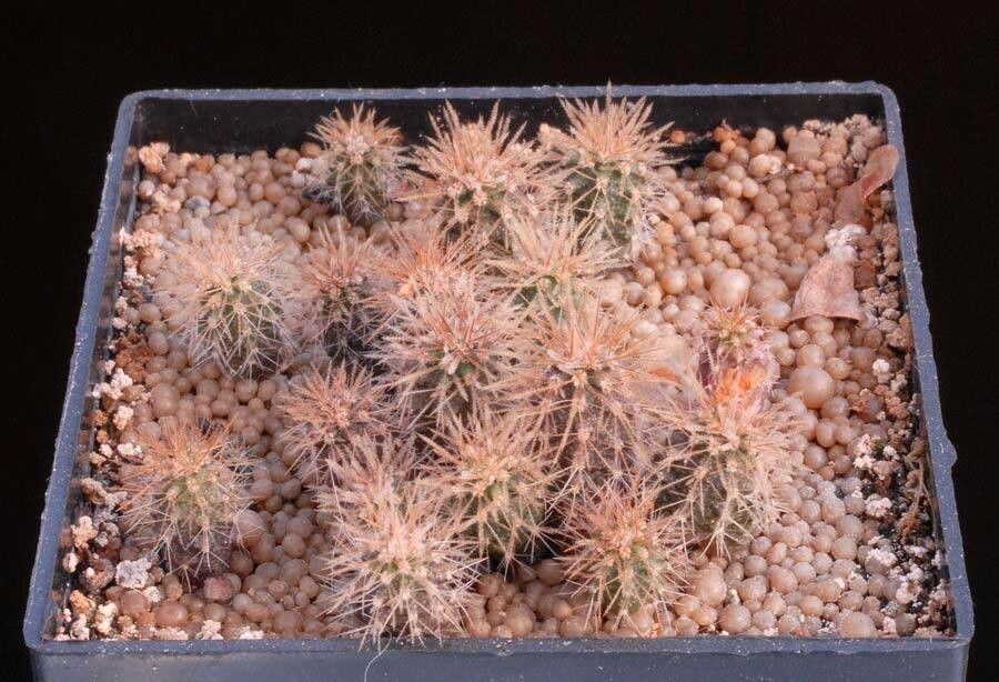How to Propagate Borzicactus leonensis - Propagate One