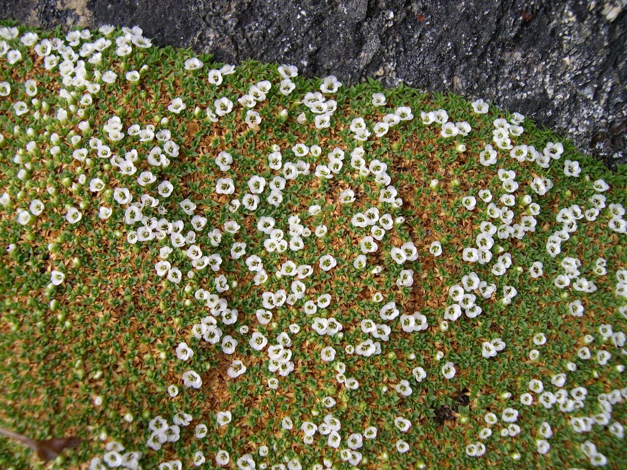 How to Propagate Arenaria polytrichoides - Propagate One