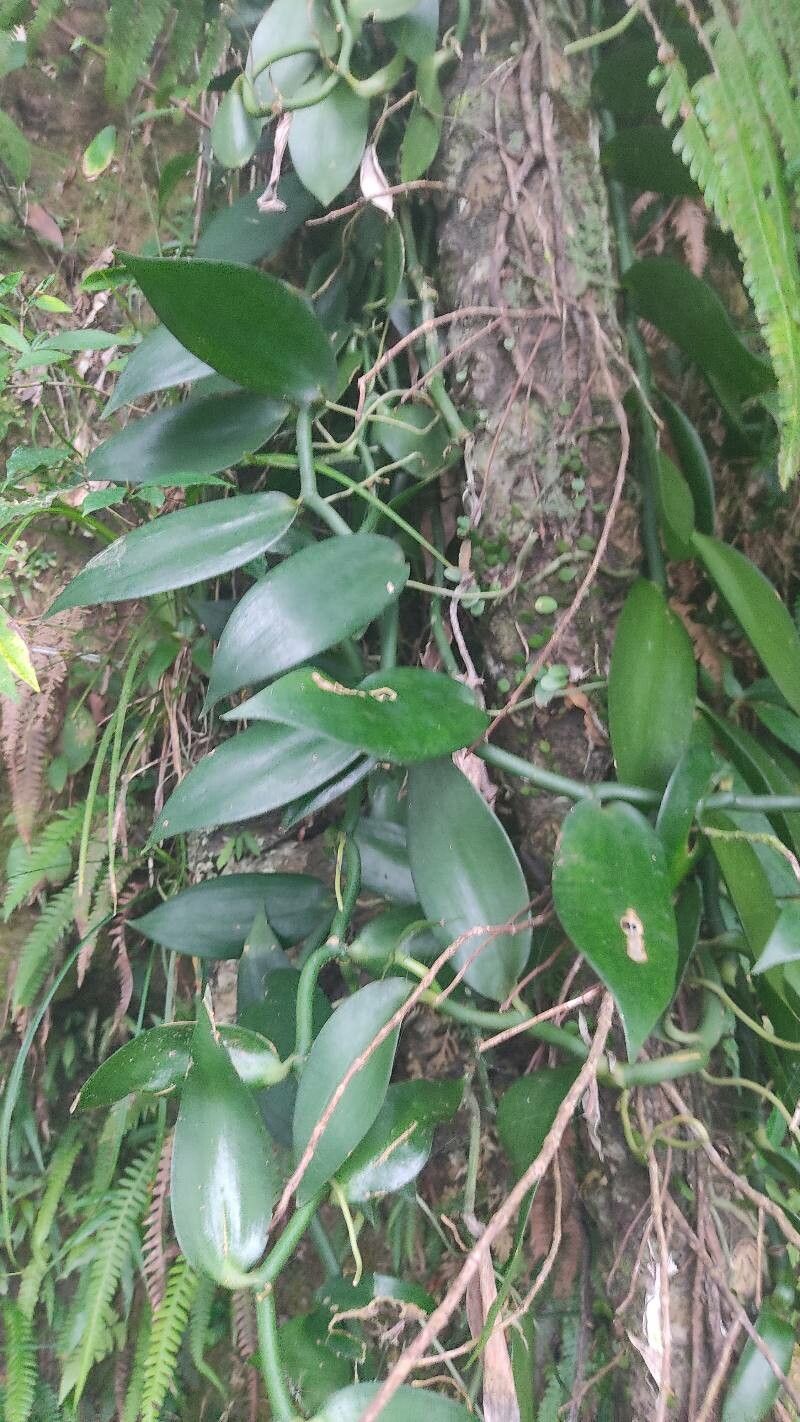 How to Propagate Vanilla albida - Propagate One