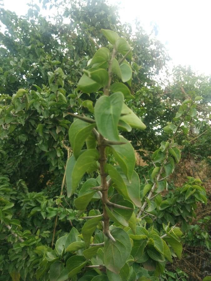 How to propagate How to Propagate Canthium parvifolium