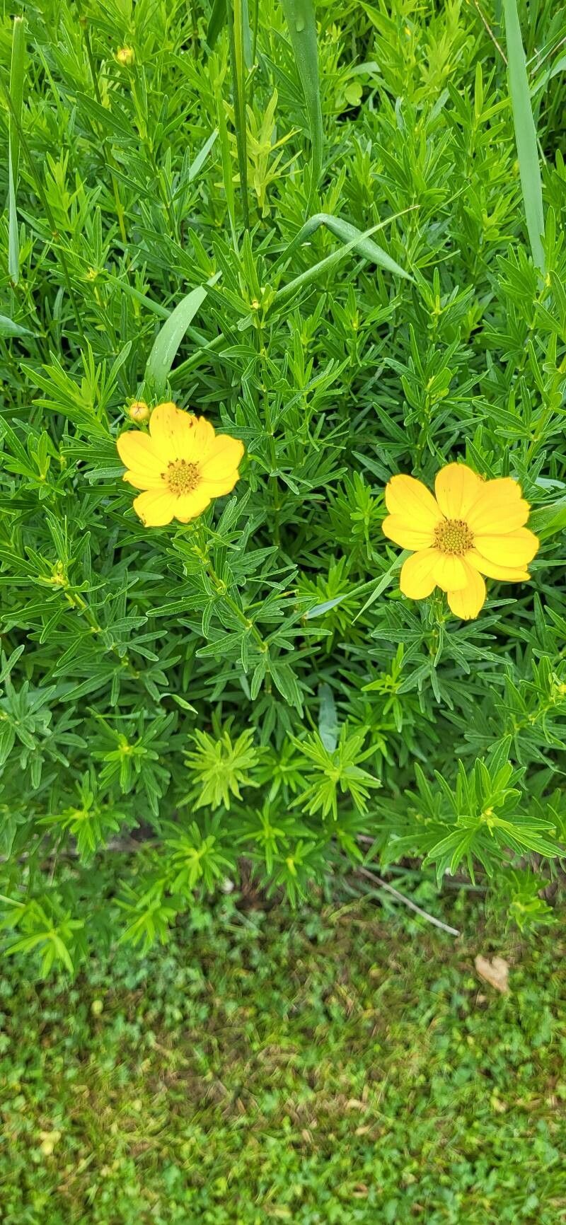 How to Propagate Coreopsis palmata - Propagate One