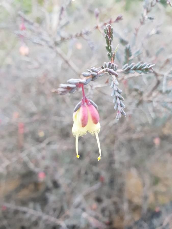 How to Propagate Homoranthus darwinioides - Propagate One