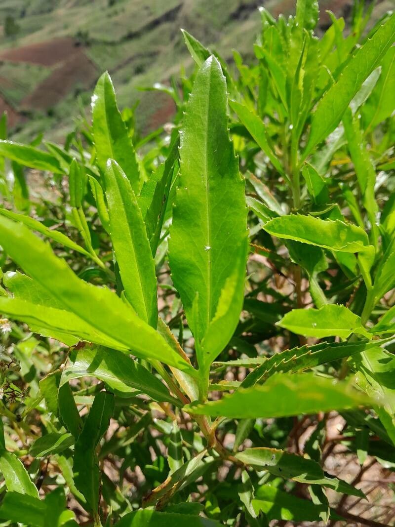 How to Propagate Psiadia altissima - Propagate One