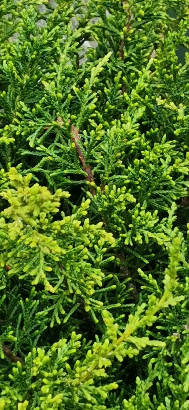 How to Propagate Diselma archeri - Propagate One