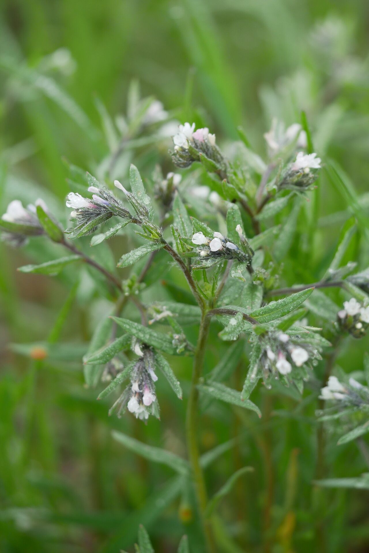 How to Propagate Buglossoides incrassata - Propagate One