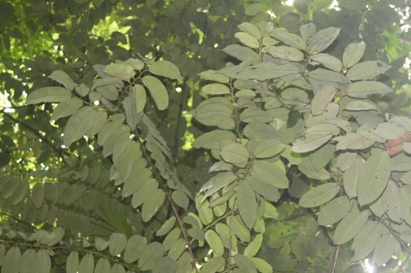 How to Propagate Sideroxylon sessiliflorum - Propagate One