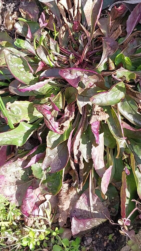 How to Propagate Penstemon cardinalis - Propagate One