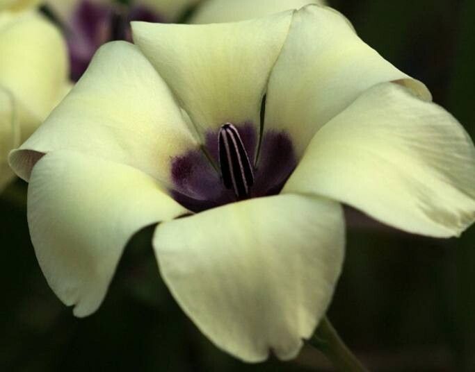 How to Propagate Babiana pygmaea - Propagate One
