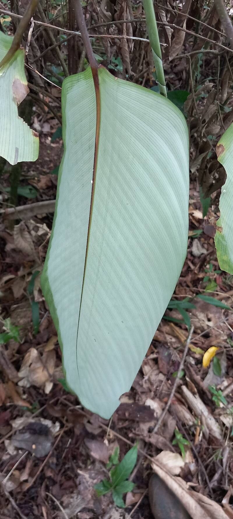 How to Propagate Ischnosiphon obliquus - Propagate One