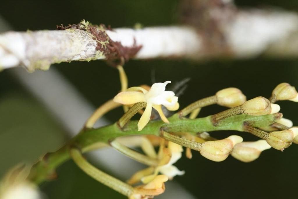 How to Propagate Micropera fasciculata - Propagate One