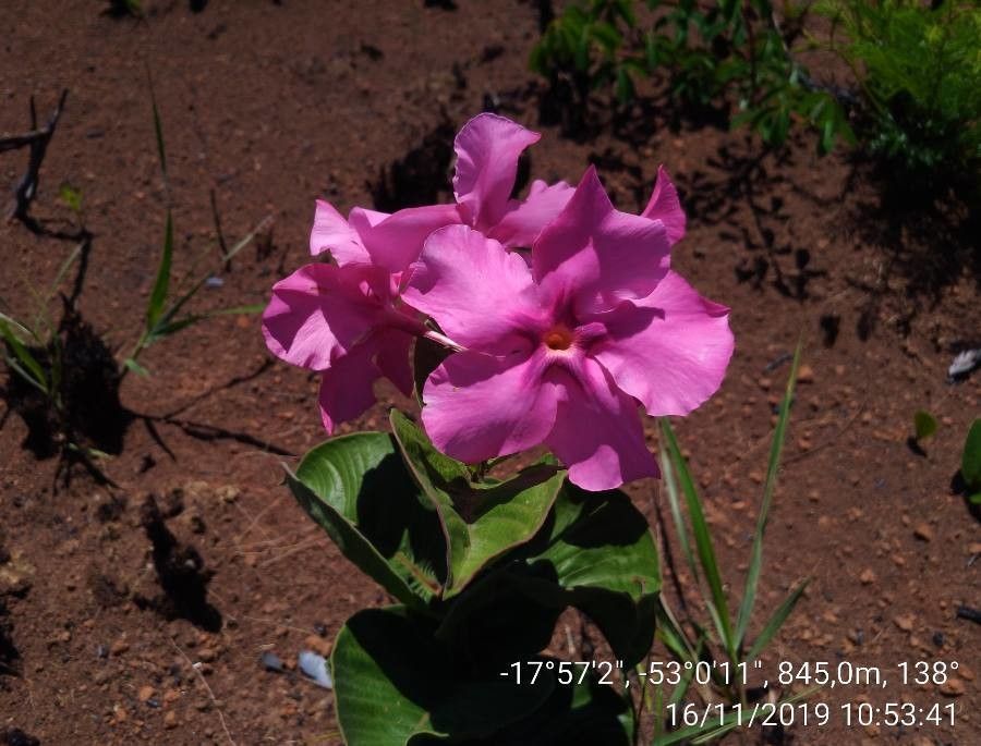 How to Propagate Mandevilla illustris - Propagate One