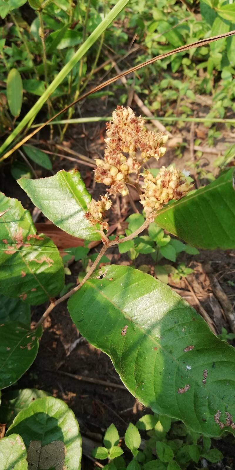 How to Propagate Parinari capensis - Propagate One