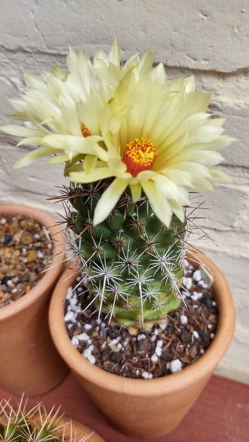 How to propagate How to Propagate Coryphantha clavata