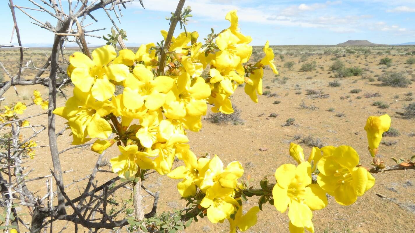 How to Propagate Rhigozum obovatum - Propagate One