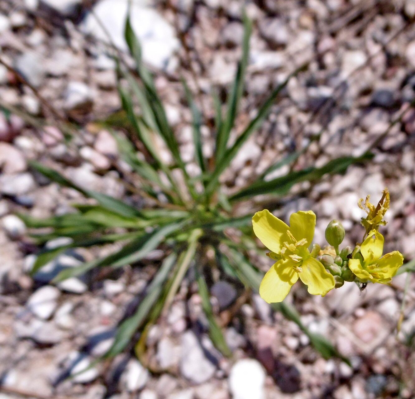 How to Propagate Erucastrum gallicum - Propagate One