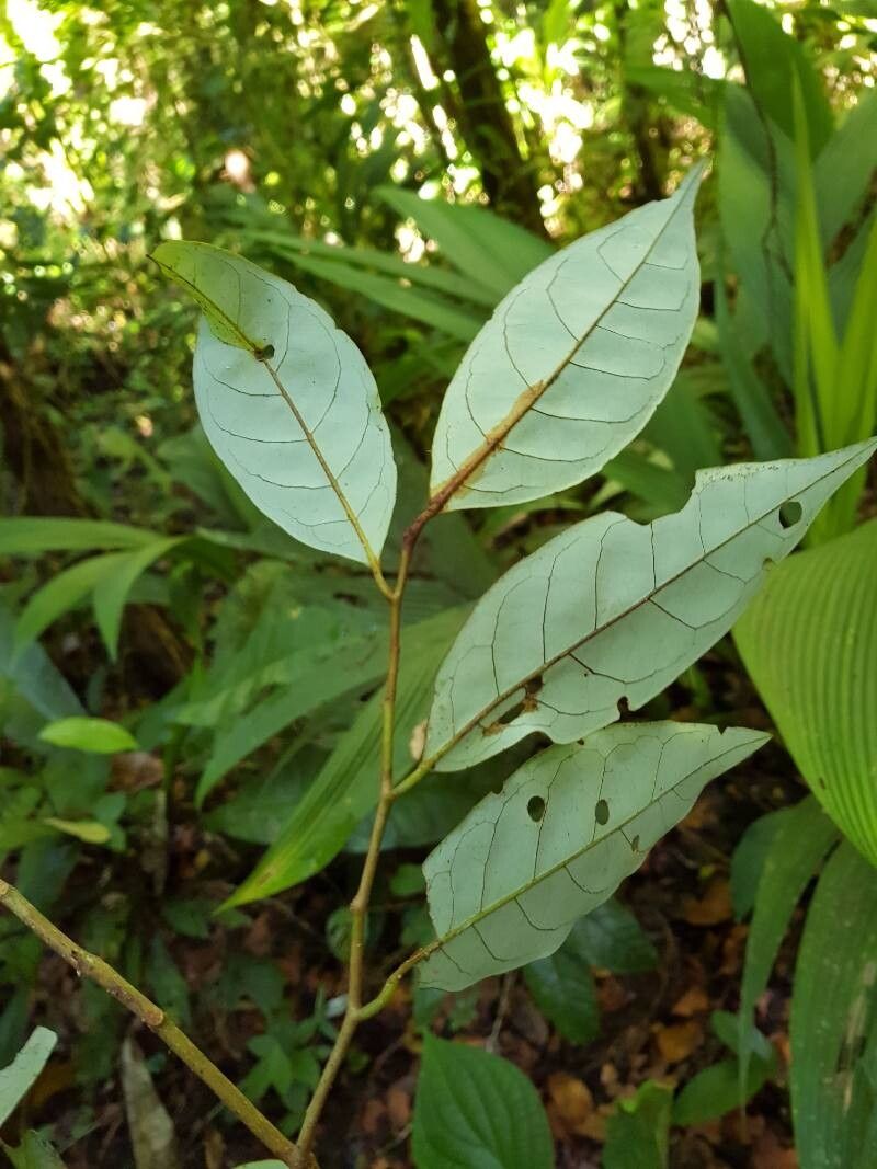 How to Propagate Otoba vespertilio - Propagate One