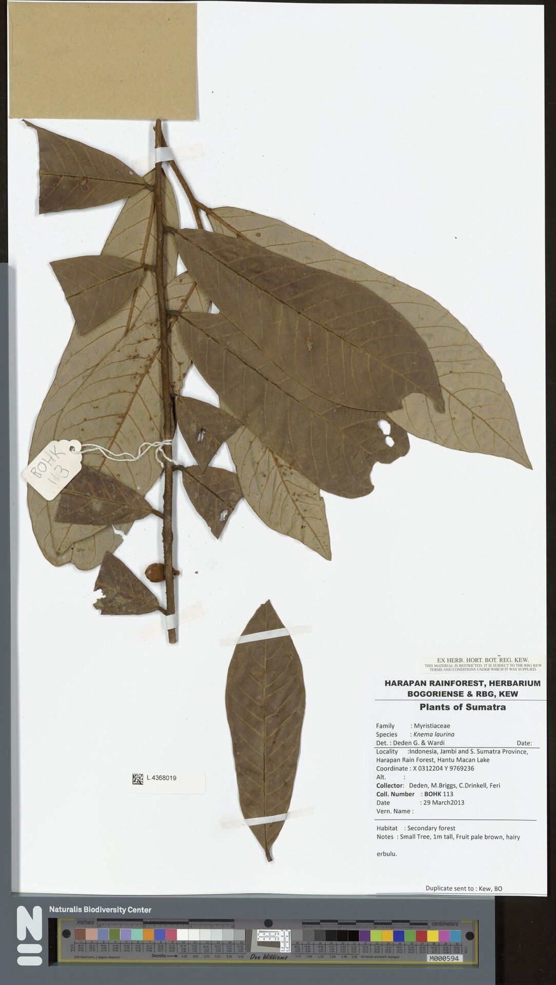 How to Propagate Knema laurina - Propagate One