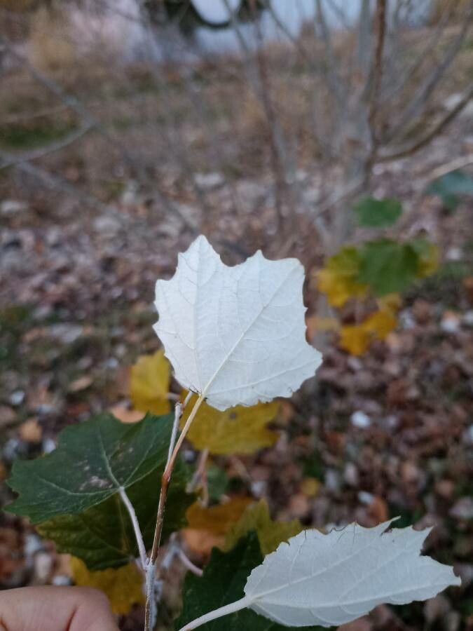 How to Propagate Populus alba - Propagate One