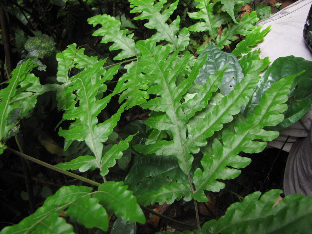 How to Propagate Tectaria fernandensis - Propagate One
