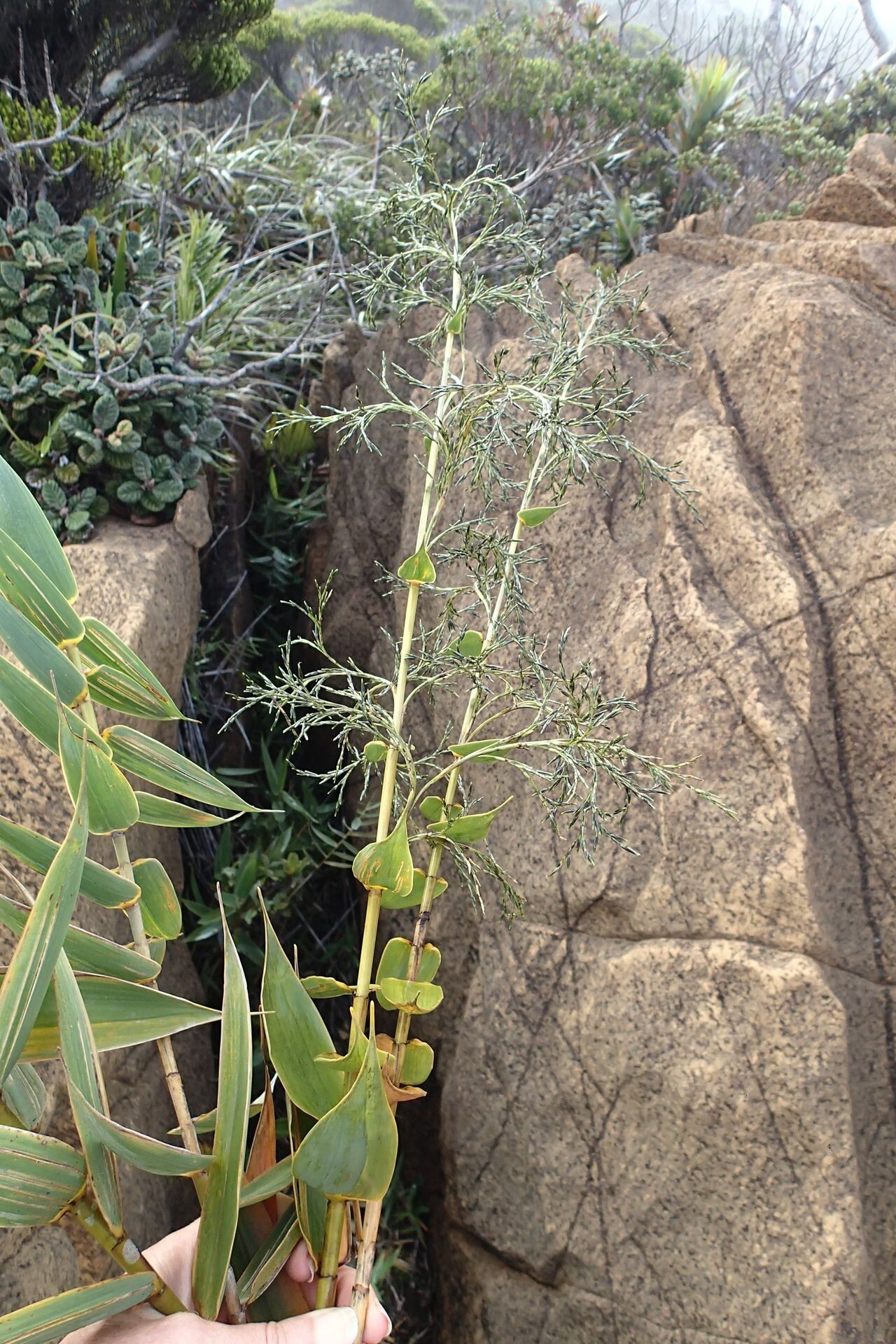 How to Propagate Greslania circinata - Propagate One