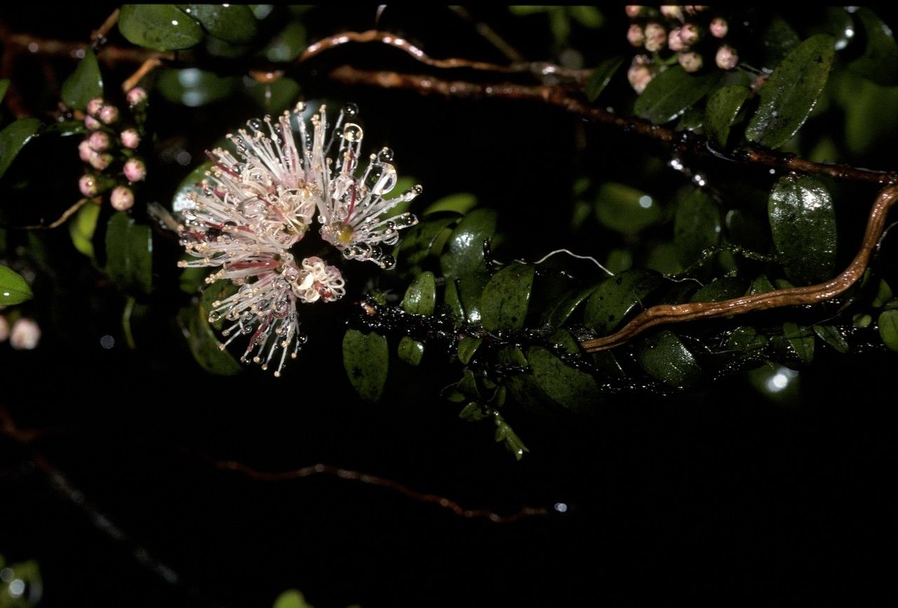 How to Propagate Metrosideros diffusa - Propagate One