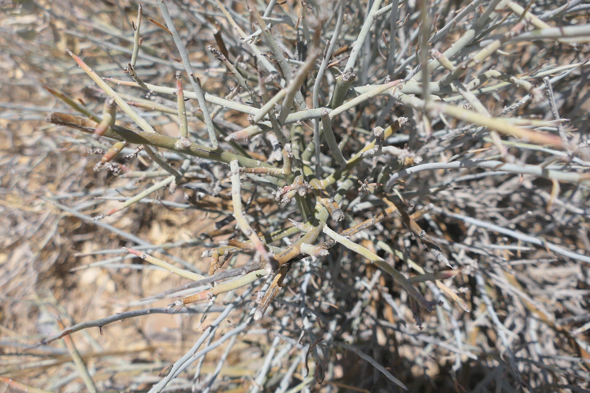 How to propagate How to Propagate Calicorema capitata
