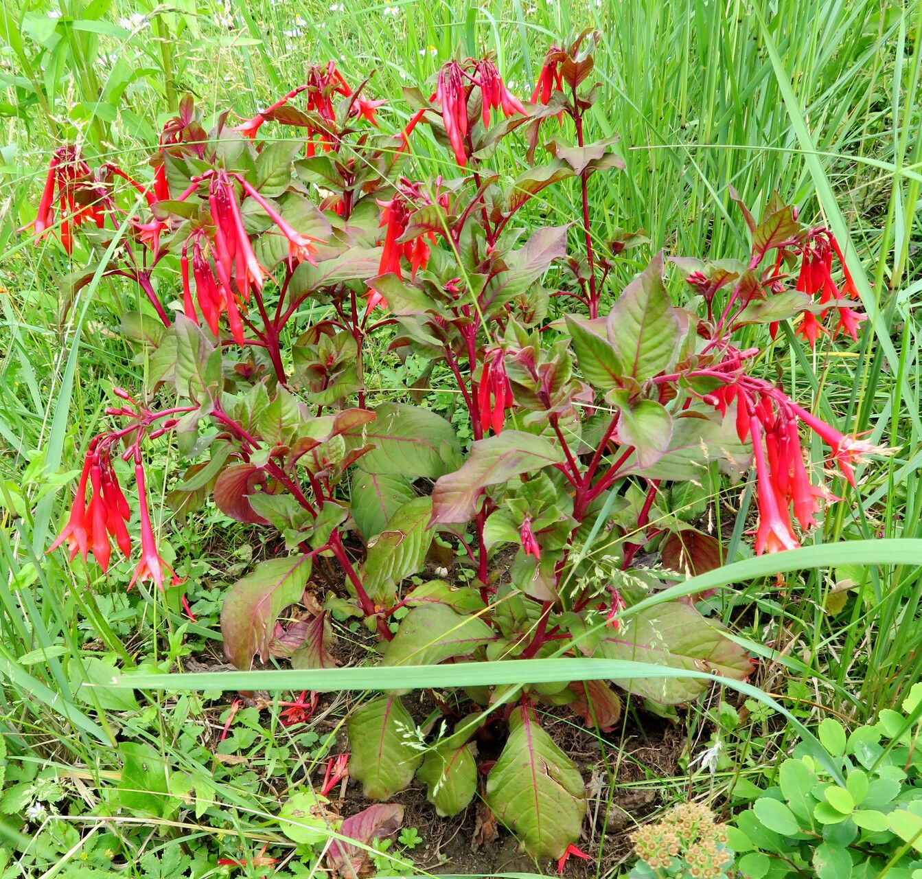 How to Propagate Fuchsia triphylla - Propagate One