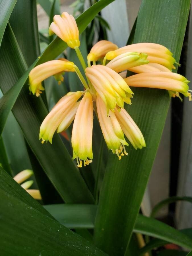 How to Propagate Clivia gardenii - Propagate One