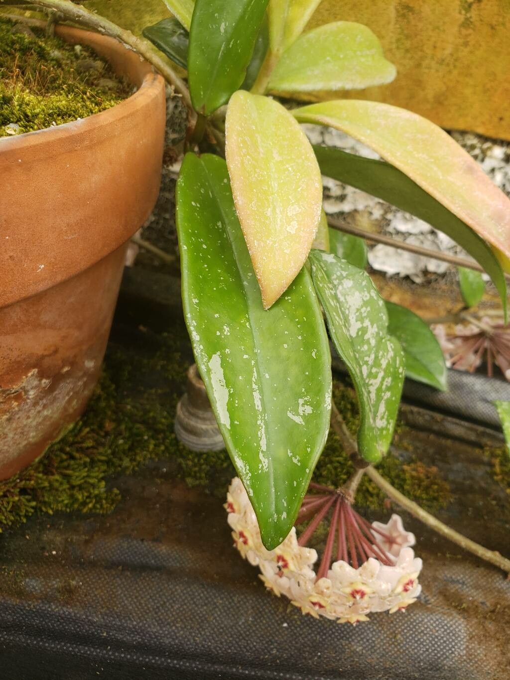 How to Propagate Hoya purpureofusca - Propagate One