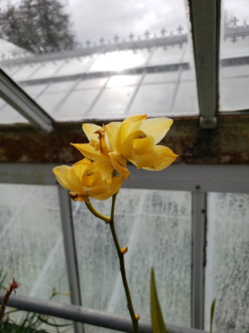 How to Propagate Cymbidium sinense - Propagate One