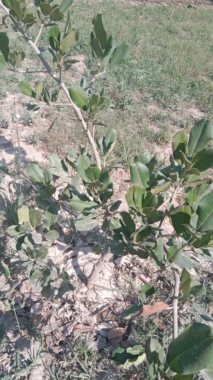 How to Propagate Manilkara hexandra - Propagate One