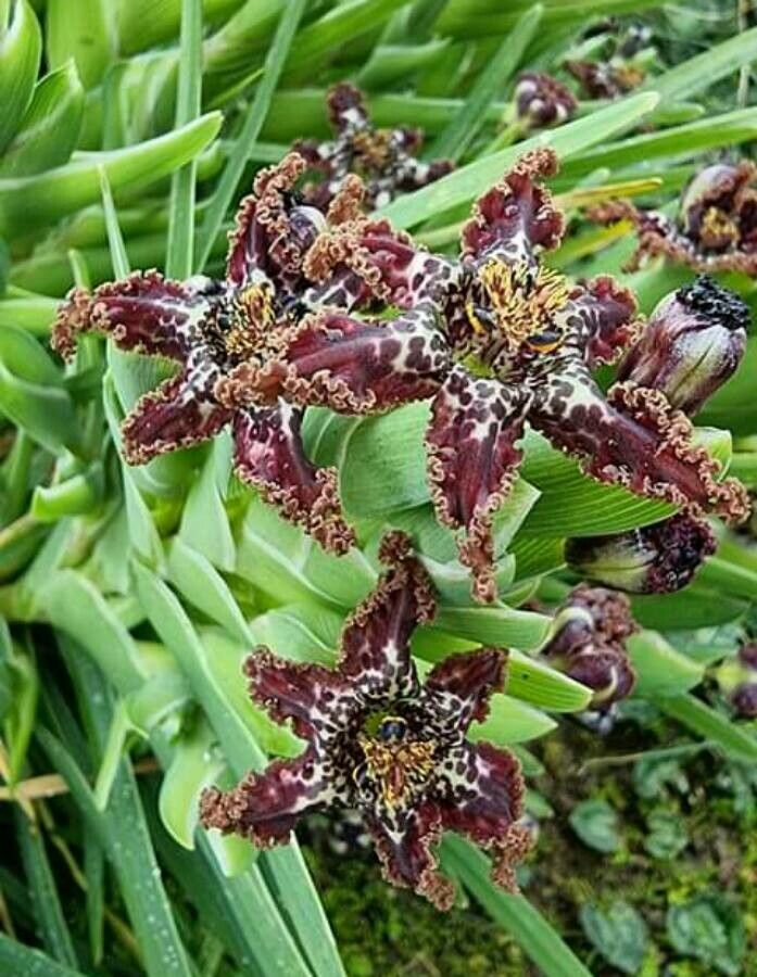 How to Propagate Ferraria crispa - Propagate One