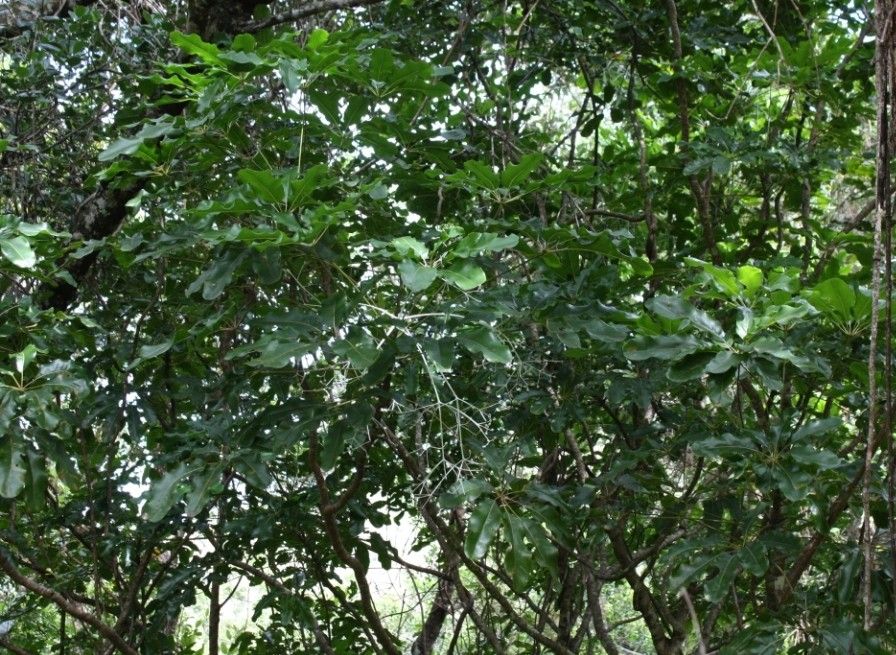 How to Propagate Plerandra nono - Propagate One