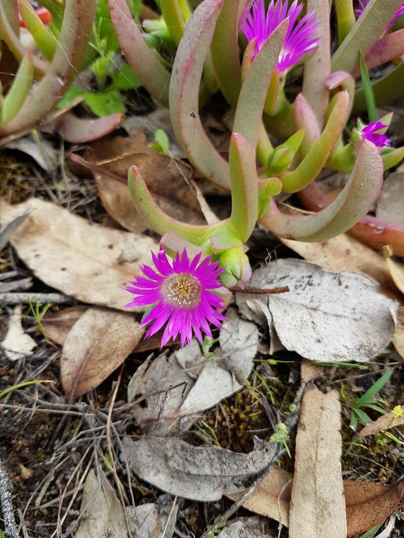 How to Propagate Carpobrotus modestus - Propagate One