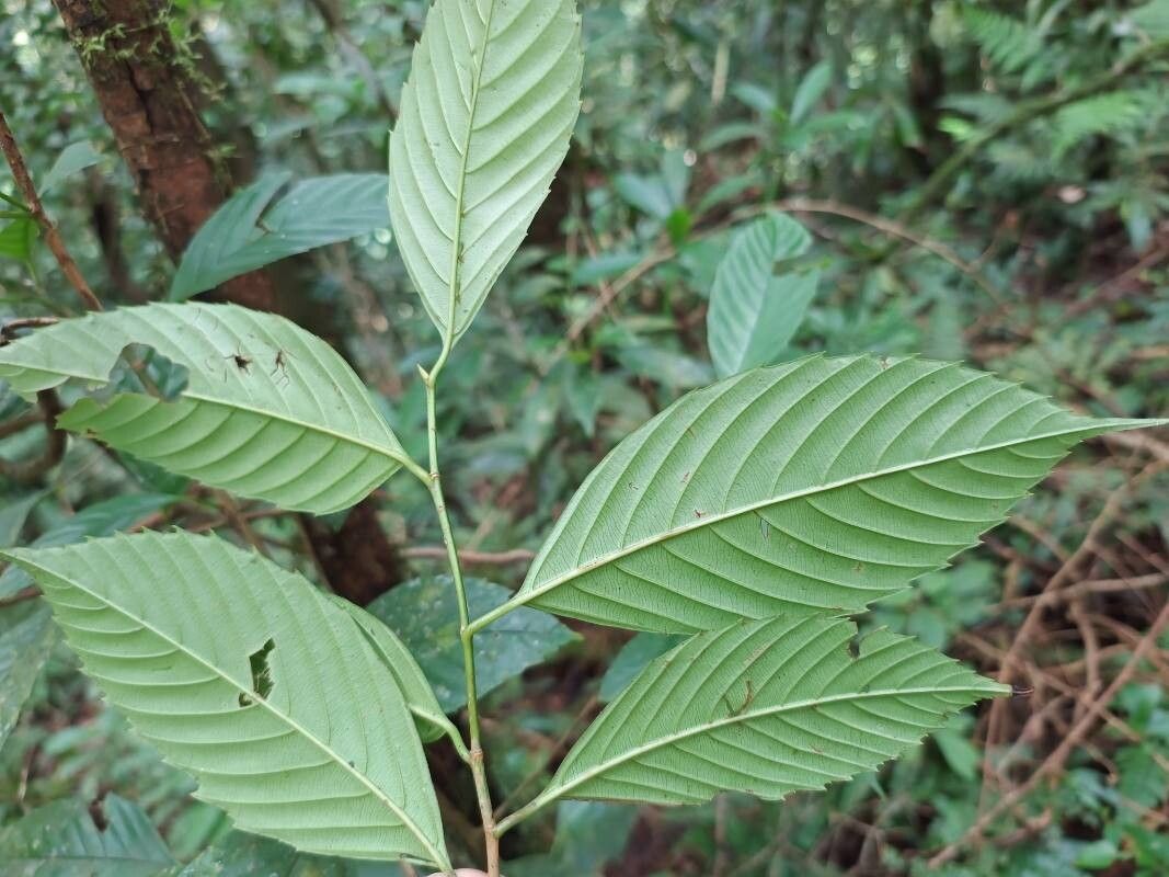 How to Propagate Ticodendron incognitum - Propagate One