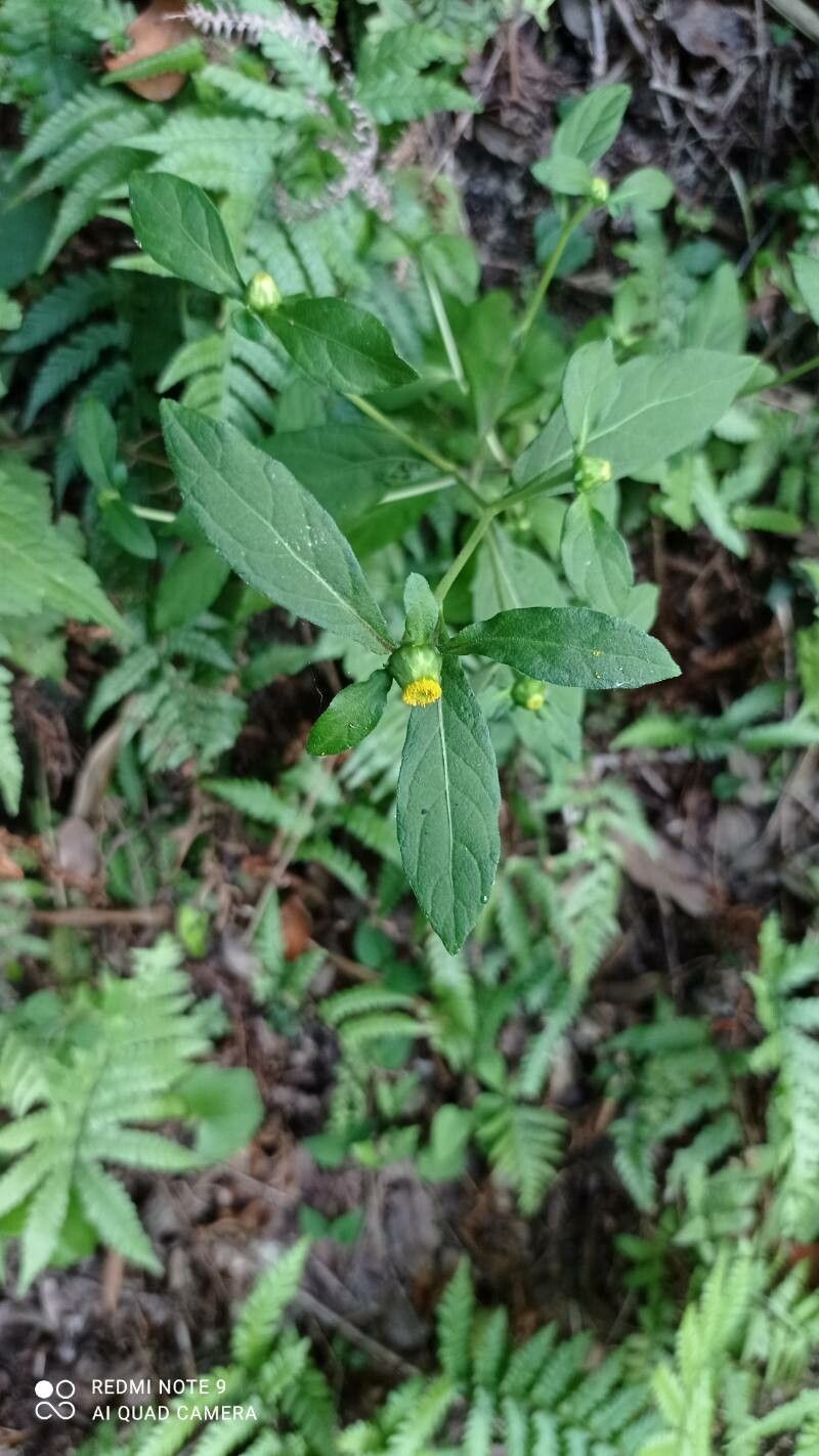 How to Propagate Carpesium divaricatum - Propagate One