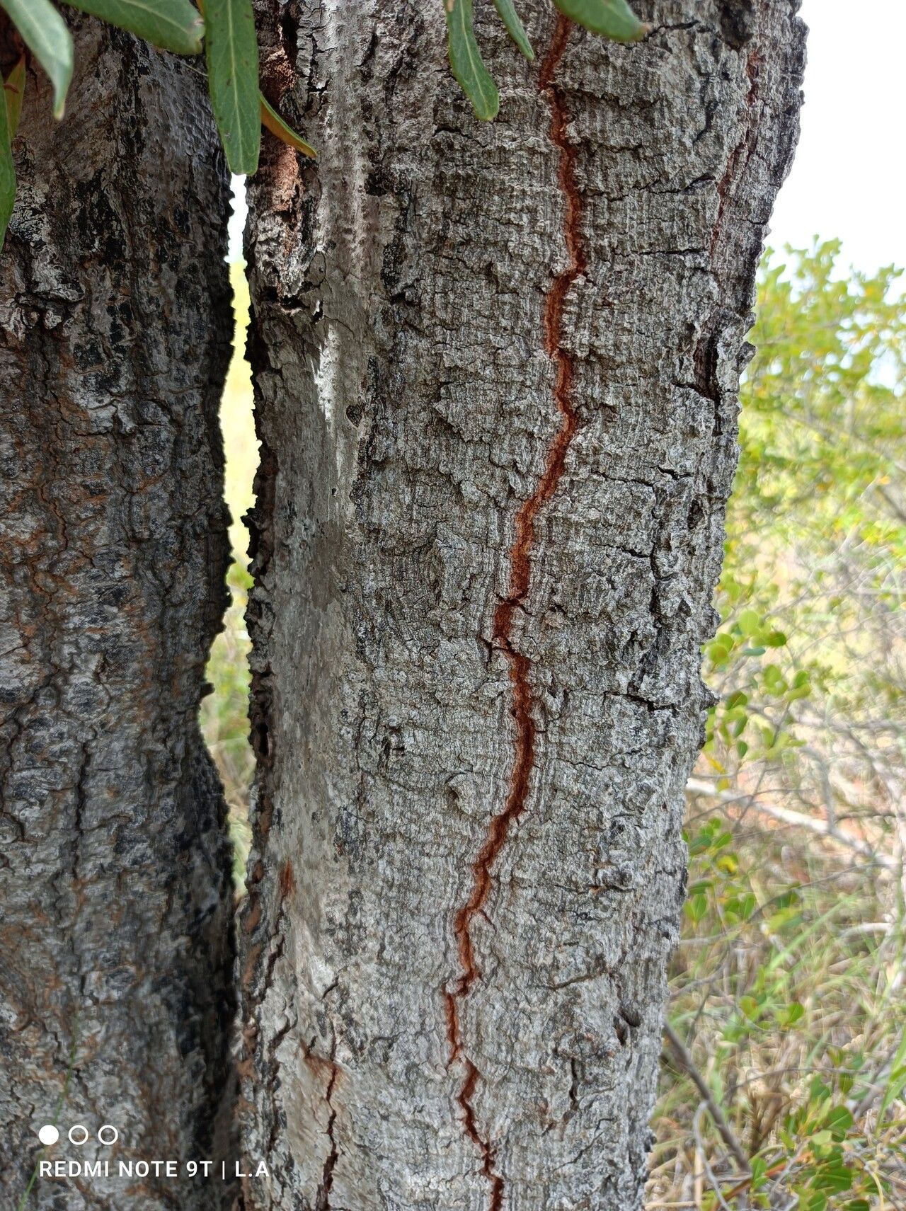 How to propagate How to Propagate Faurea saligna