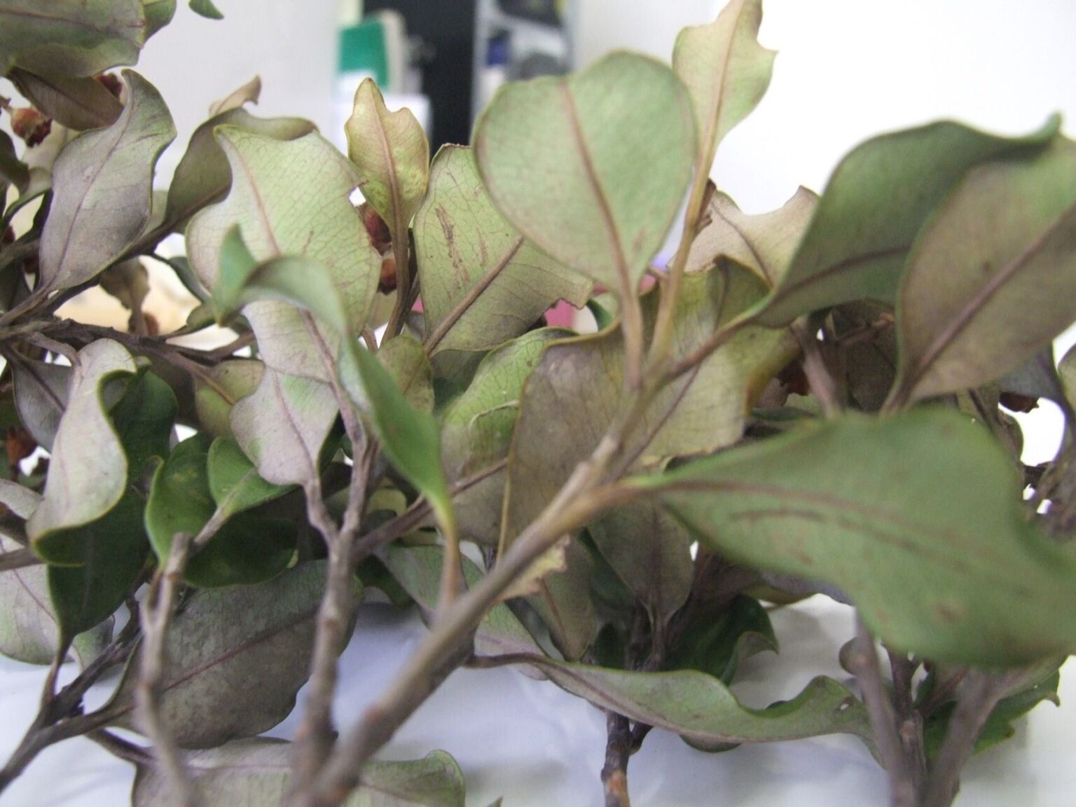 How to Propagate Tristaniopsis polyandra - Propagate One