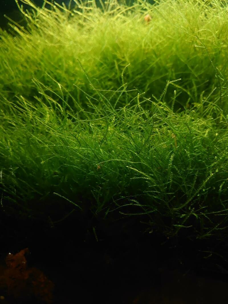 How to Propagate Utricularia gibba - Propagate One
