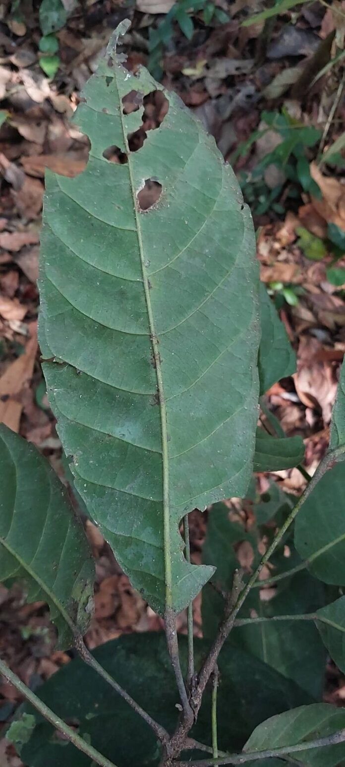 How to Propagate Grossera macrantha - Propagate One