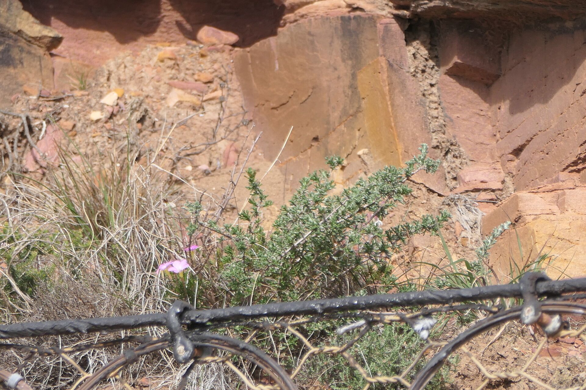 How to Propagate Asparagus capensis - Propagate One