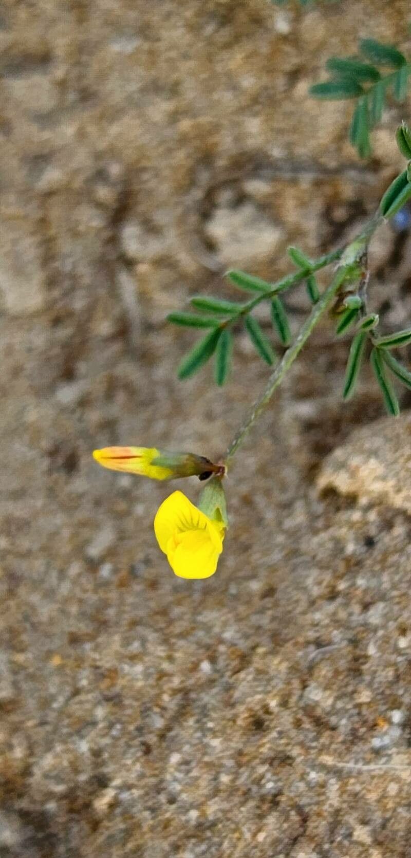 How to Propagate Hippocrepis areolata - Propagate One